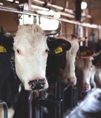 Agrivet – When health matters